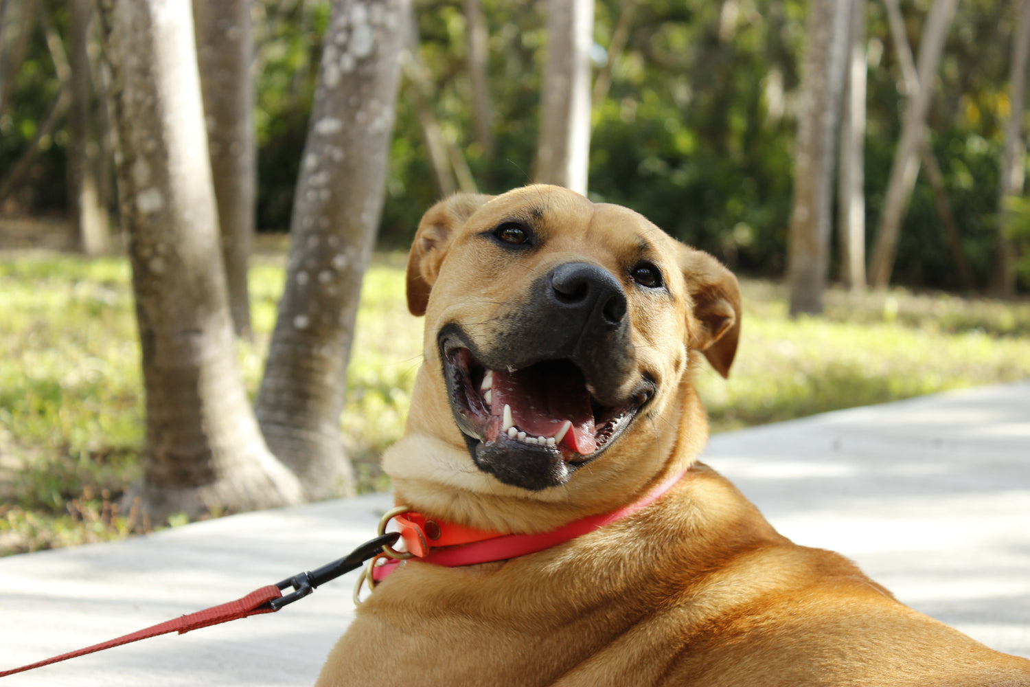 Jaru Instinto Canino | ¿Como entrenar a tu perro?